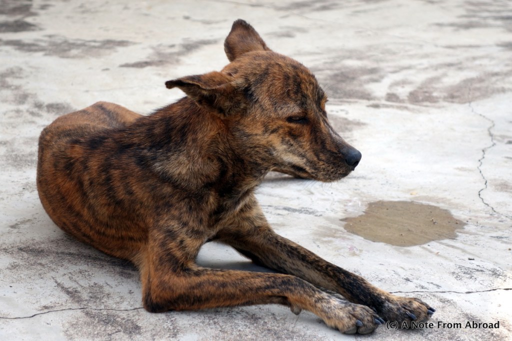 Khajuraho, Varanasi, Evening Sacred Prayer Ceremony on Ganges River | A ...