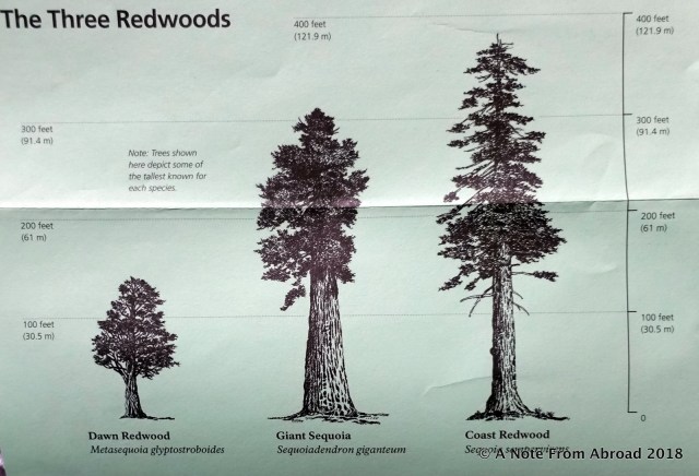 Redwoods National Park | A Note From Abroad