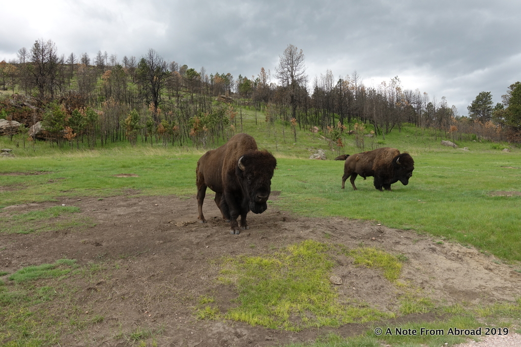 SOUTH DAKOTA: Wildlife Loop and Wind Cave National Park | A Note From ...
